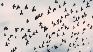 How to Do the Raven Shifting Method